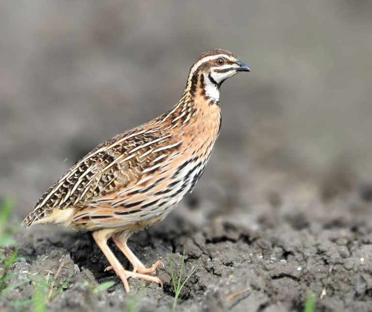 Feeder Quail For Pets - Feeder Quail For Sale